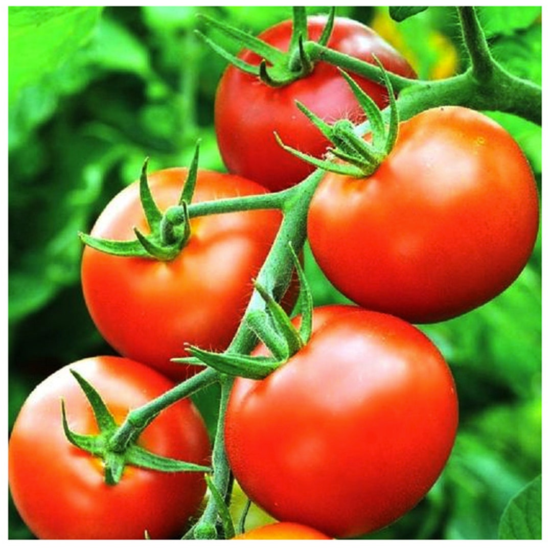 Moneymaker Tomato Seeds - Etsy