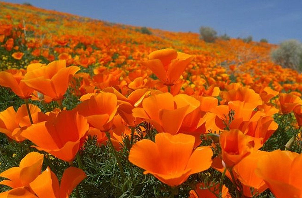 California State Flower