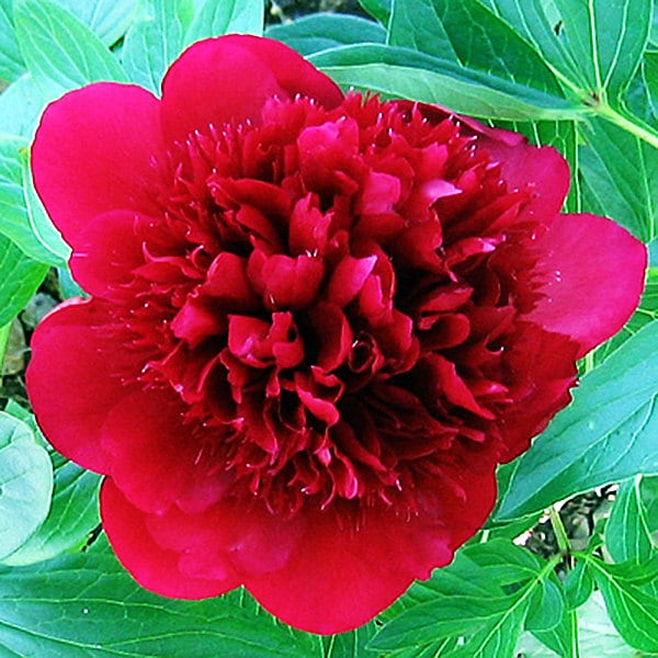 Coral Charm Peony - Etsy