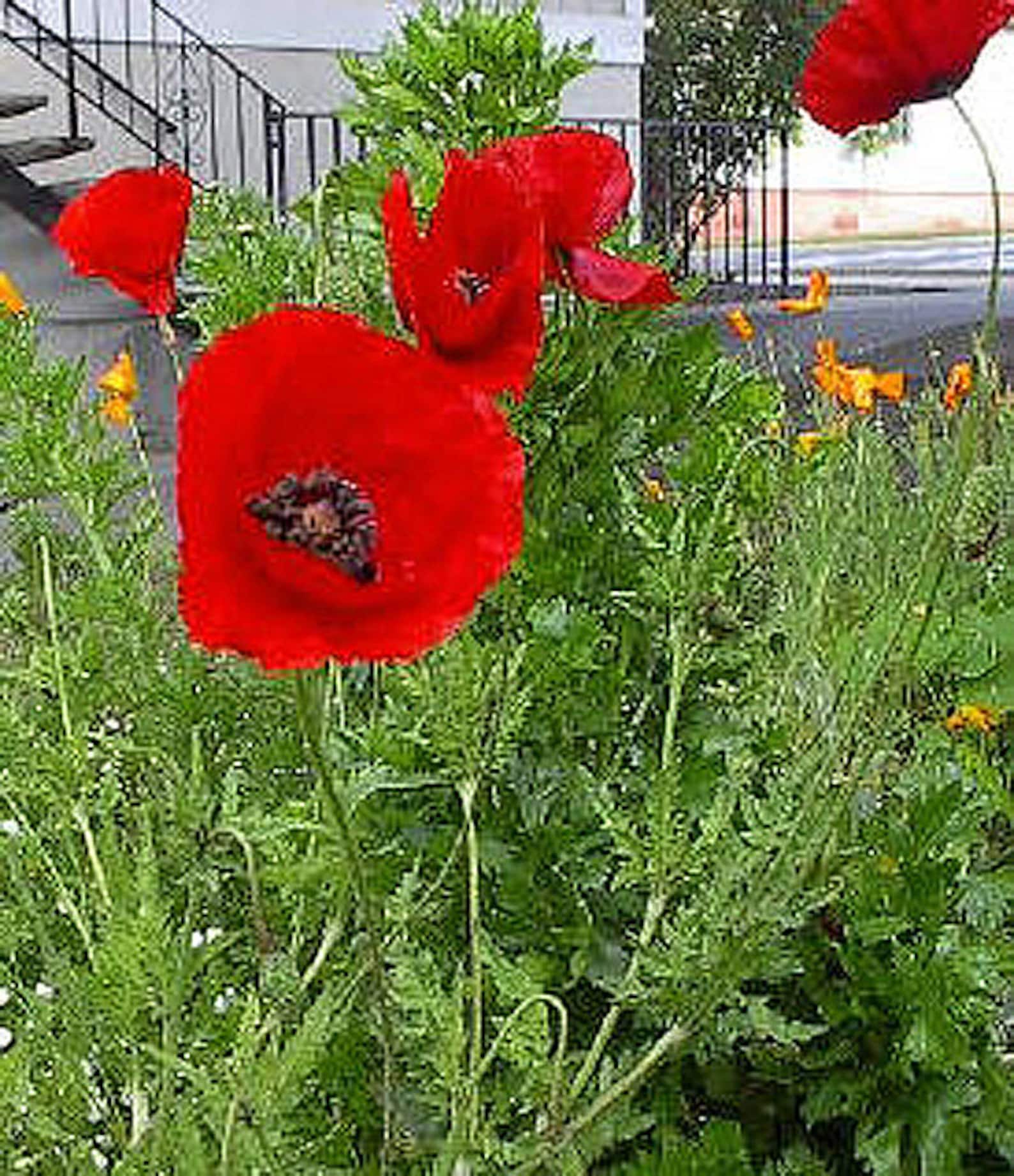 Red Flanders Poppy Seeds - 100,000 Seeds - Etsy