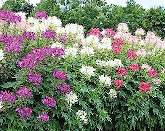 300 Cleome Queen Mixed Color Flower Seeds - Etsy