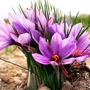 20 Saffron Crocus Sativus Corms for Harvesting Saffron Spice - Etsy