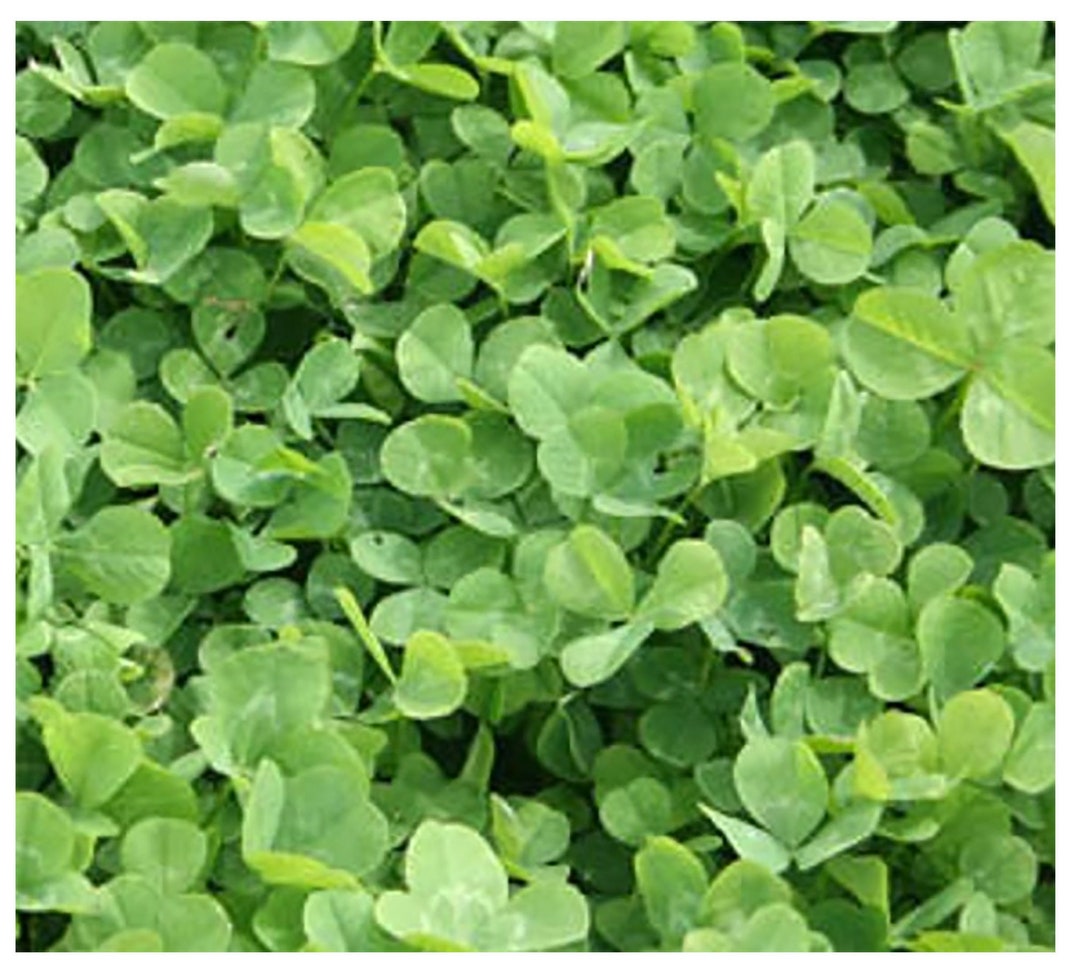 1/4 Pound of Mini Clover Seed - Good Ground Cover and for Lawns - Etsy