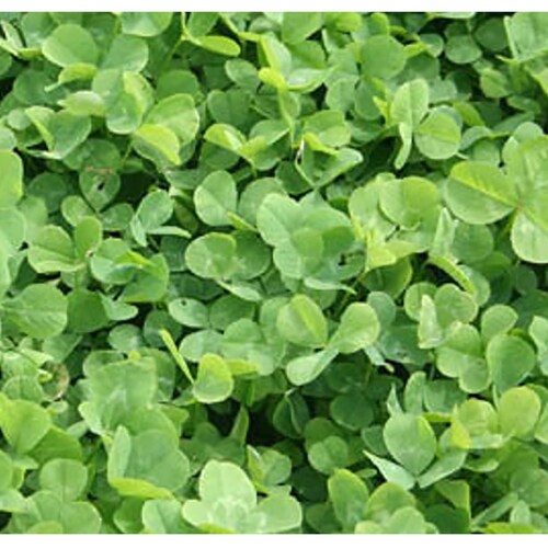 1/4 Pound of Mini Clover Seed Good Ground Cover and for - Etsy