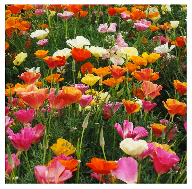 Mission Bells California Poppy Seeds - Etsy