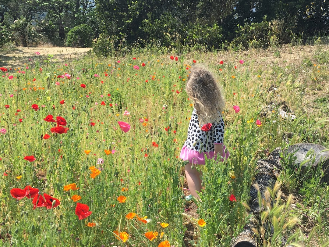 Red Flanders Poppy Seeds - 100,000 Seeds - Etsy