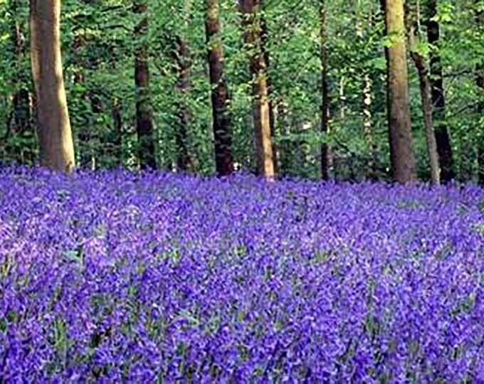 SALE! 10 English Bluebell Bulbs - Etsy