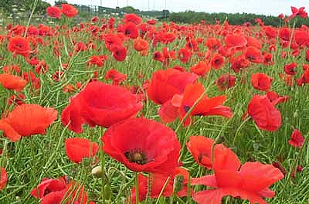 Poppy - Red Flanders Poppy - 50,000 Seeds - Etsy
