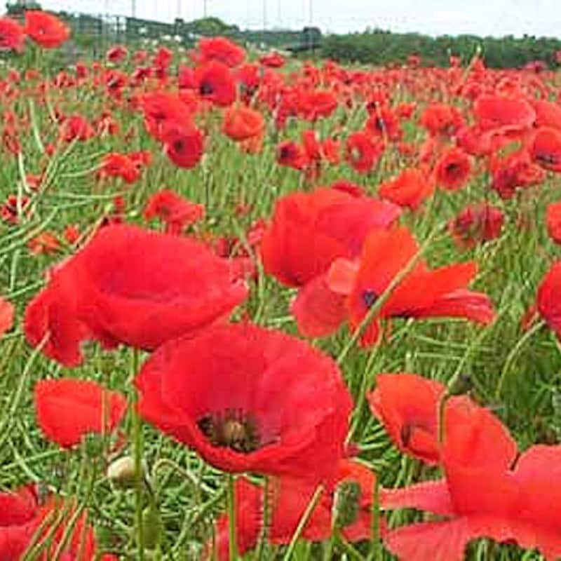 Flanders Poppy - Etsy