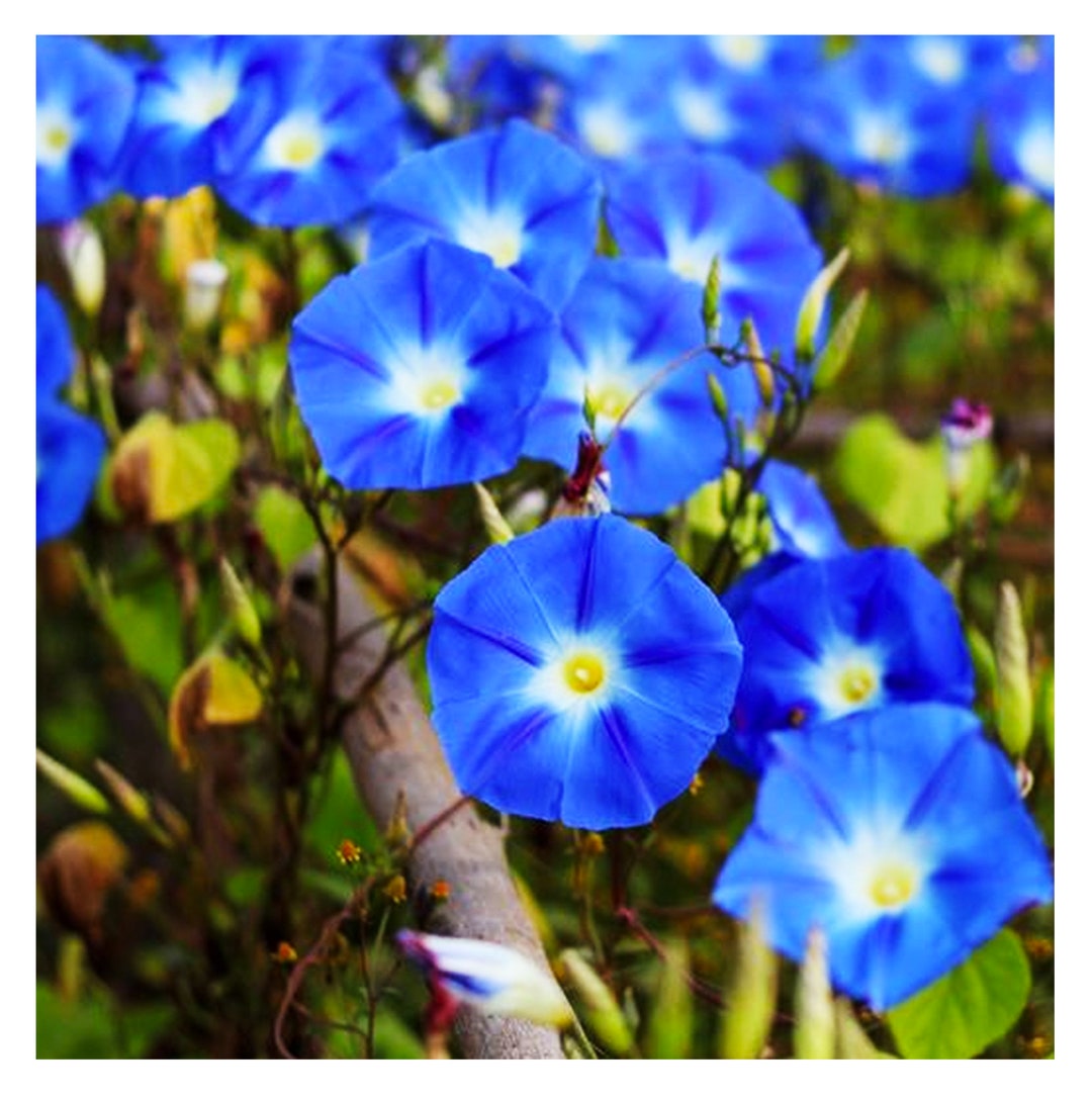 250 Heavenly Blue Morning Glory Vine Seeds - Also Looks Good as Ground ...