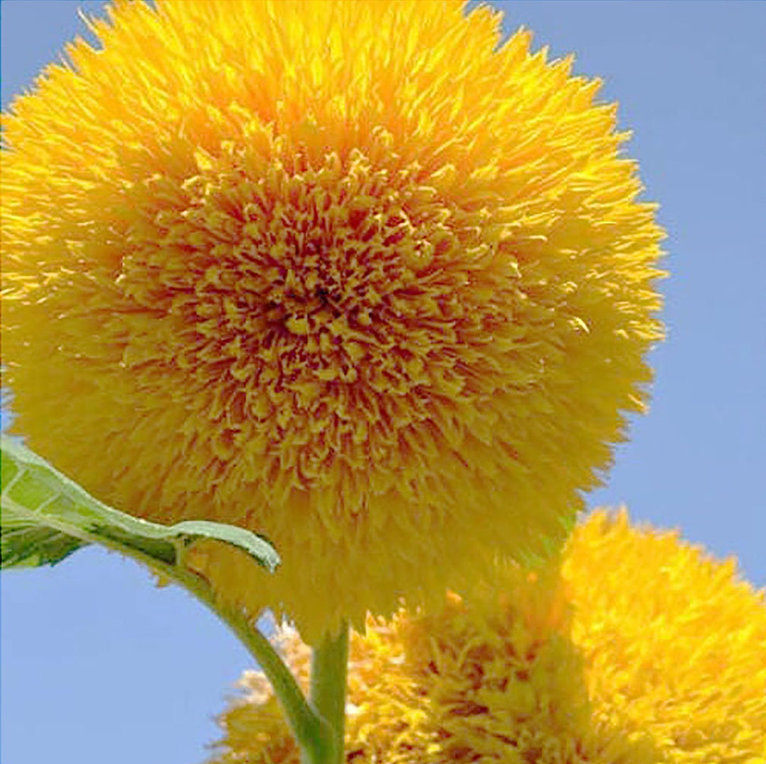 Teddy Bear - Fluffy, Giant Sunflower Seeds - 30 Seeds - up to 7' Tall ...