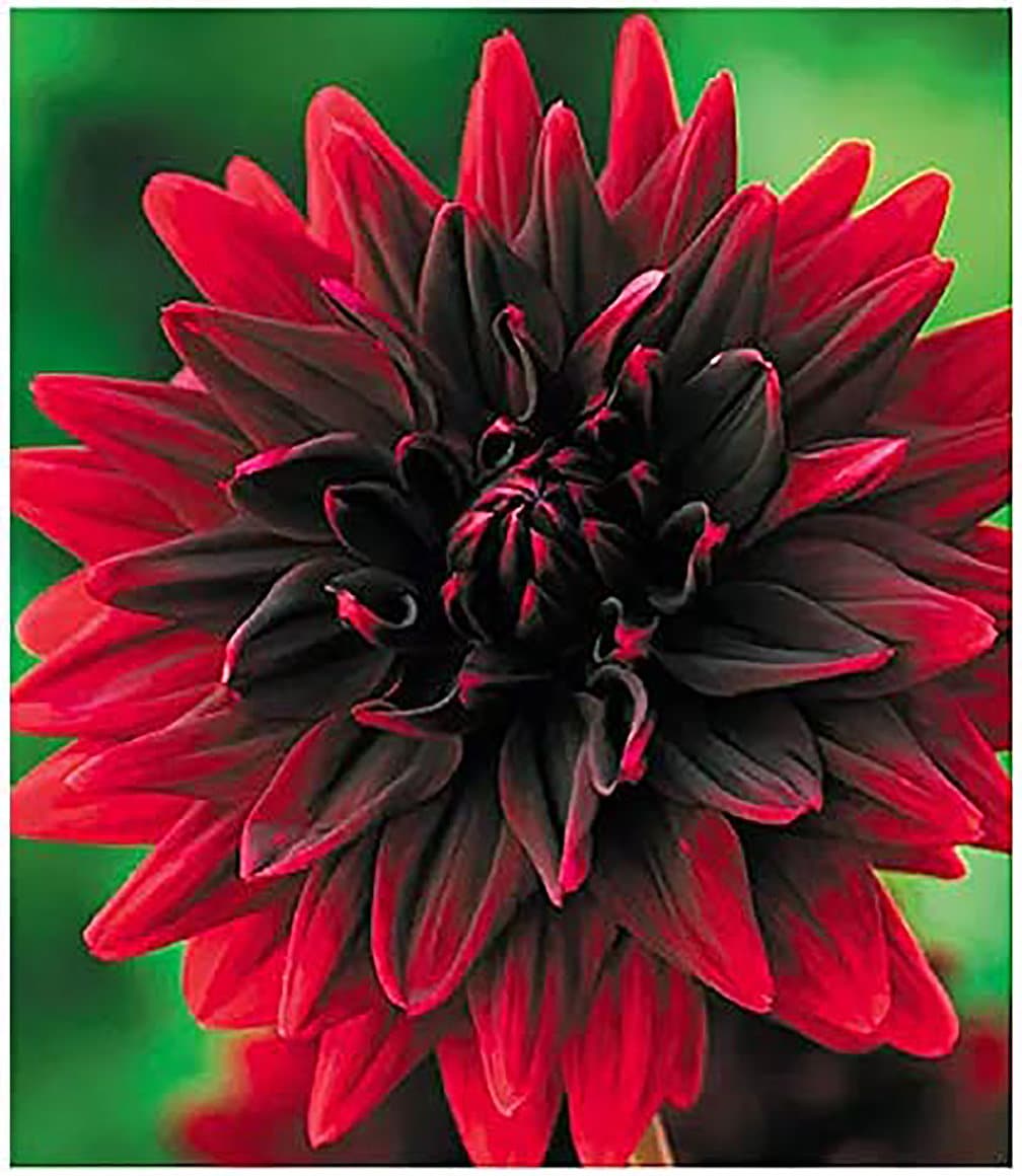 Sam Hopkins Bare Root Dahlia - Etsy