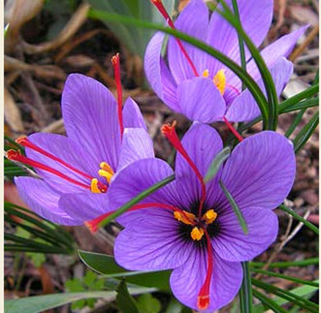 20 Large Saffron Crocus Sativus Corms for Harvesting Saffron Spice - Etsy 20 Large Saffron Crocus Sativus Corms for Harvesting Saffron Spice - Etsy