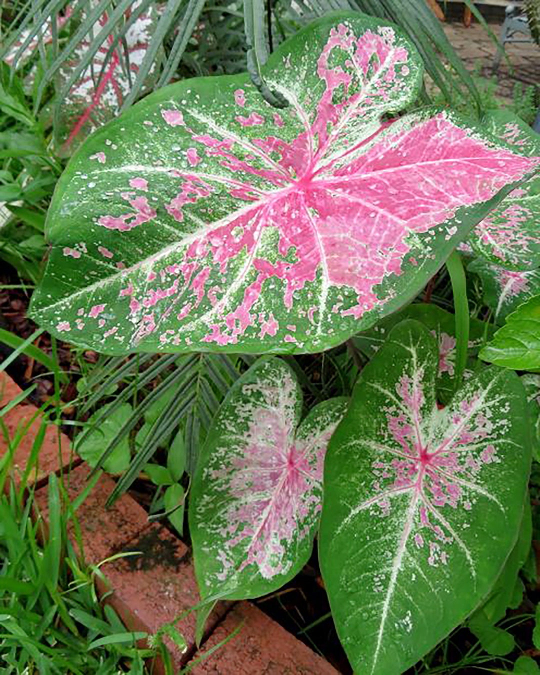 Pink Cloud Caladium - Bare Root - Etsy