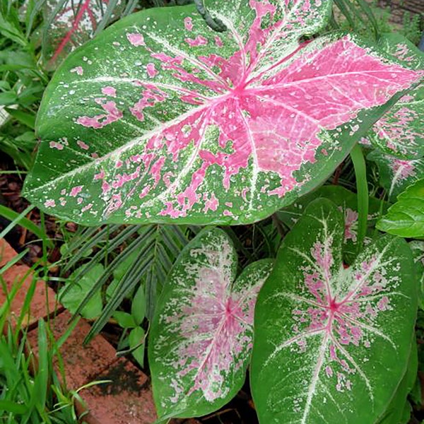 Caladium - Etsy