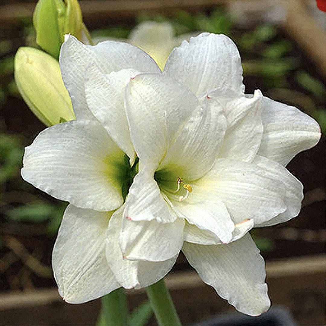 Alasca Amaryllis - Double Triple Pure White Amaryllis 28-32 Cm. Qill ...