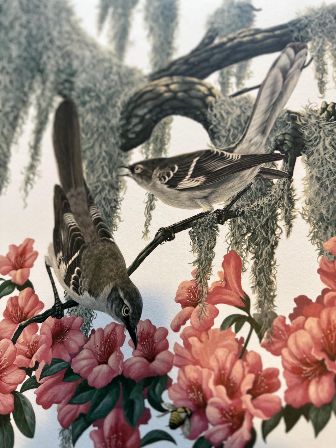 Signed Richard Sloan Mockingbird Print: Vintage 1969 Wildlife Art - Etsy