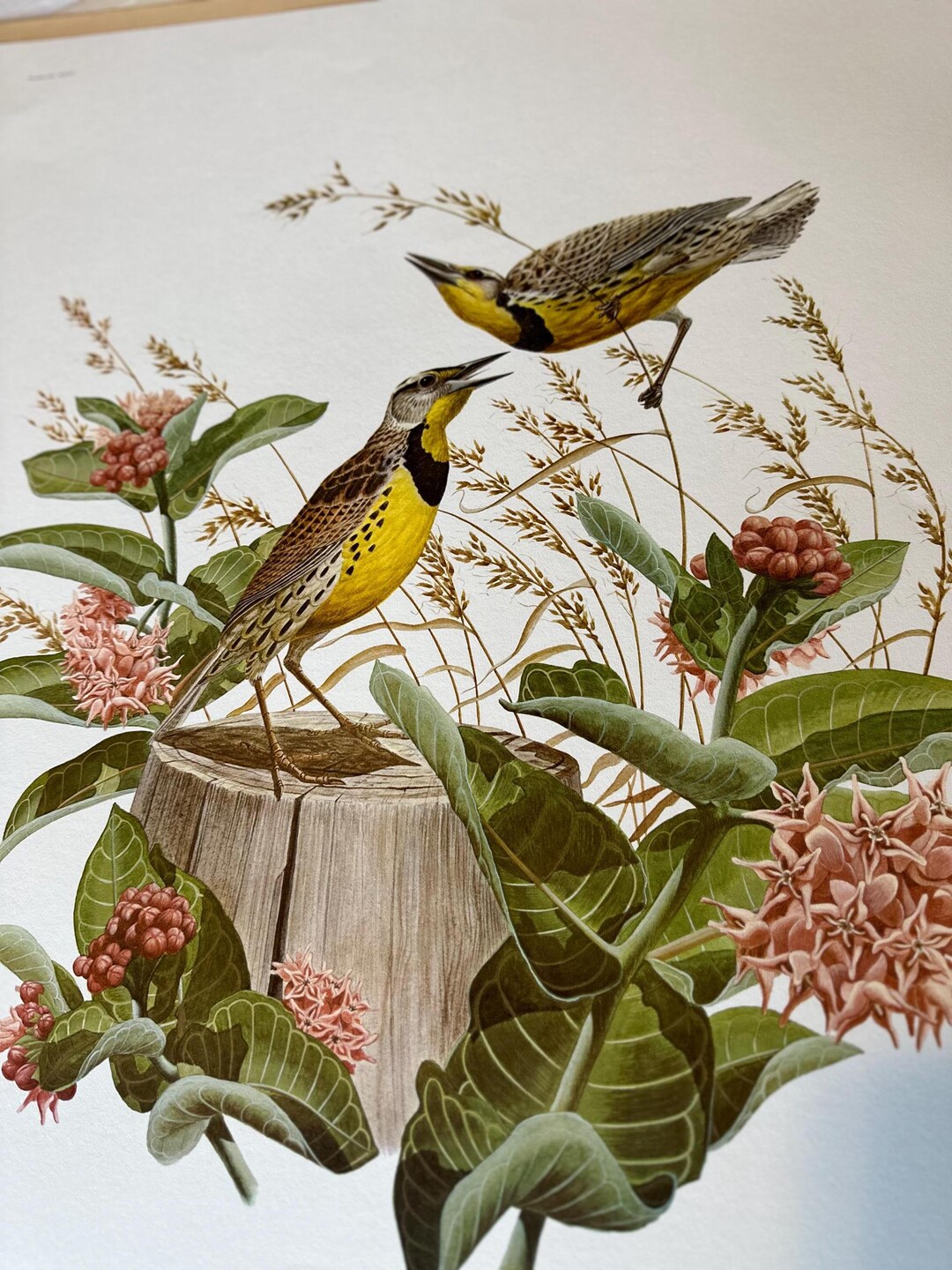 Richard Sloan Signed – Plate 24 “meadowlark” – Vintage Songbird ...