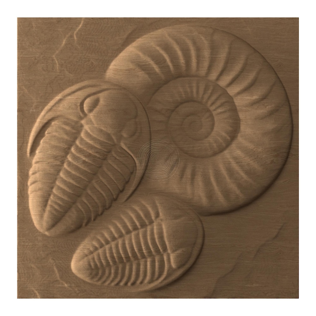 Fossil STL Model Relief CNC Router Wood Carving & 3D Printing - Etsy