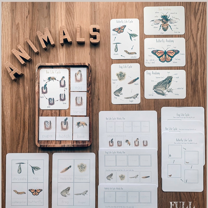 Butterfly Life Cycle - Etsy UK