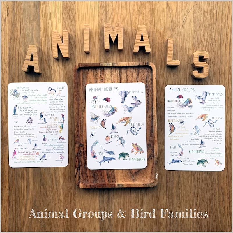 Animal Types Poster - Etsy
