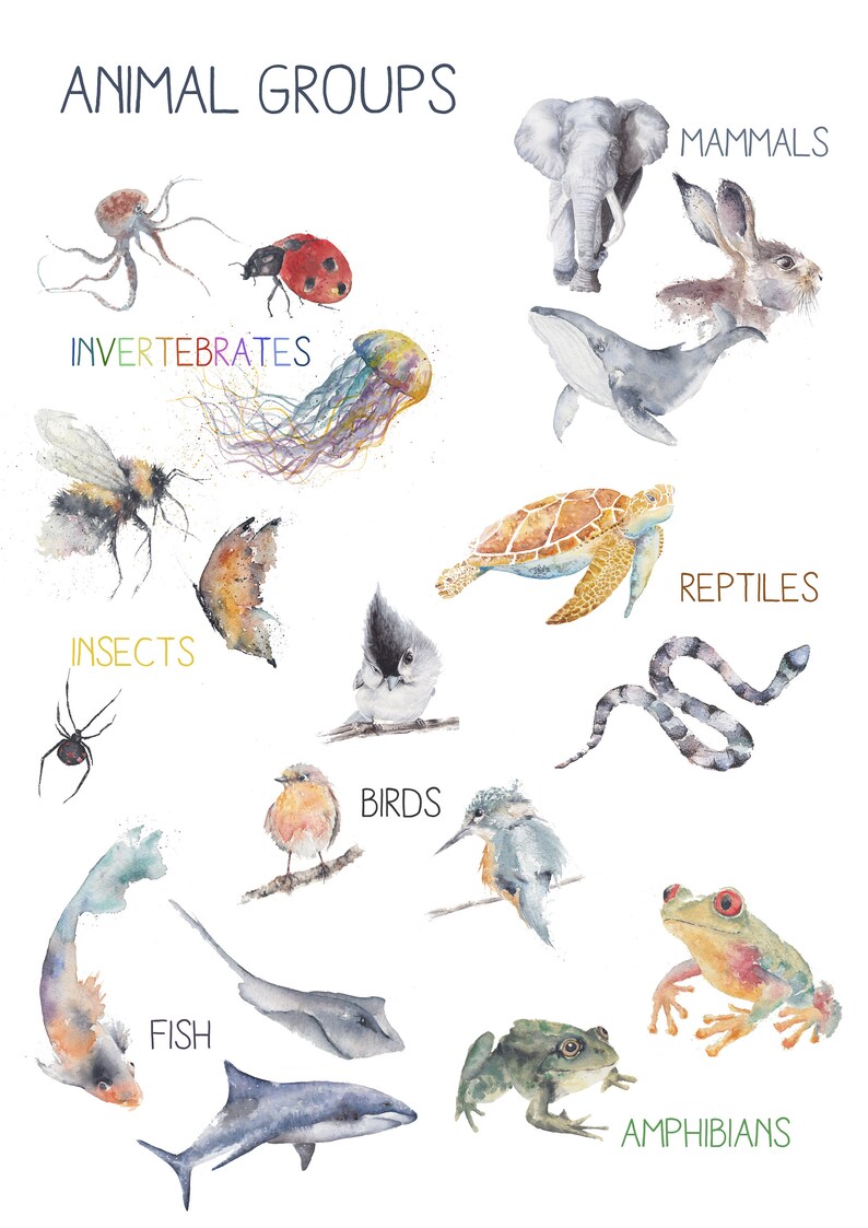 DIGITAL Animal Groups and Ocean Families Poster Montessori - Etsy