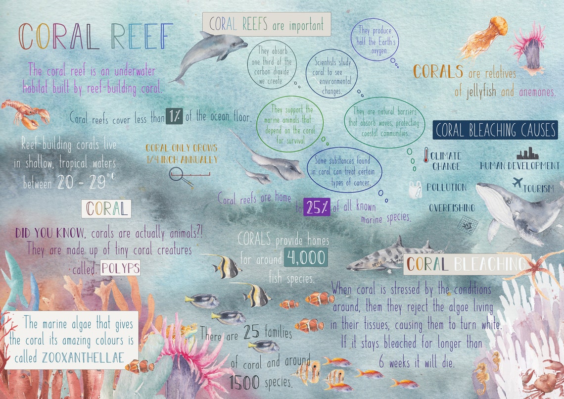 DIGITAL Coral Reef Infographic, Climate Change - Etsy