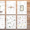 EDUCATIONAL- Parts of the Plant Poster - Etsy