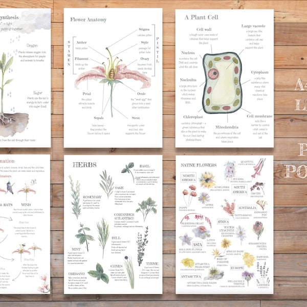 Anatomy Poster Plant - Etsy