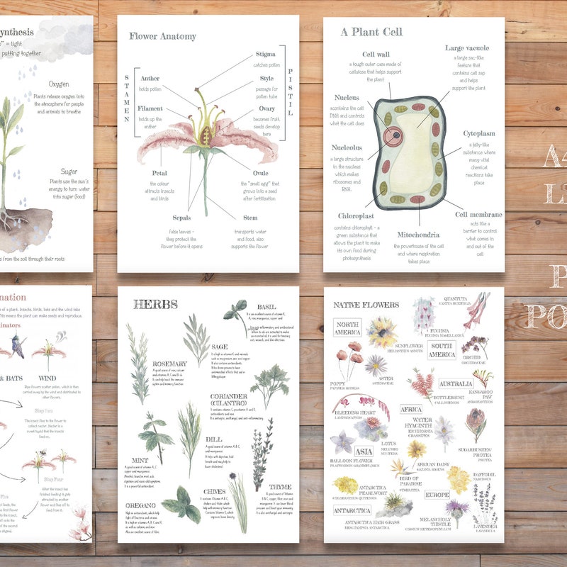 Pollinator Poster - Etsy UK