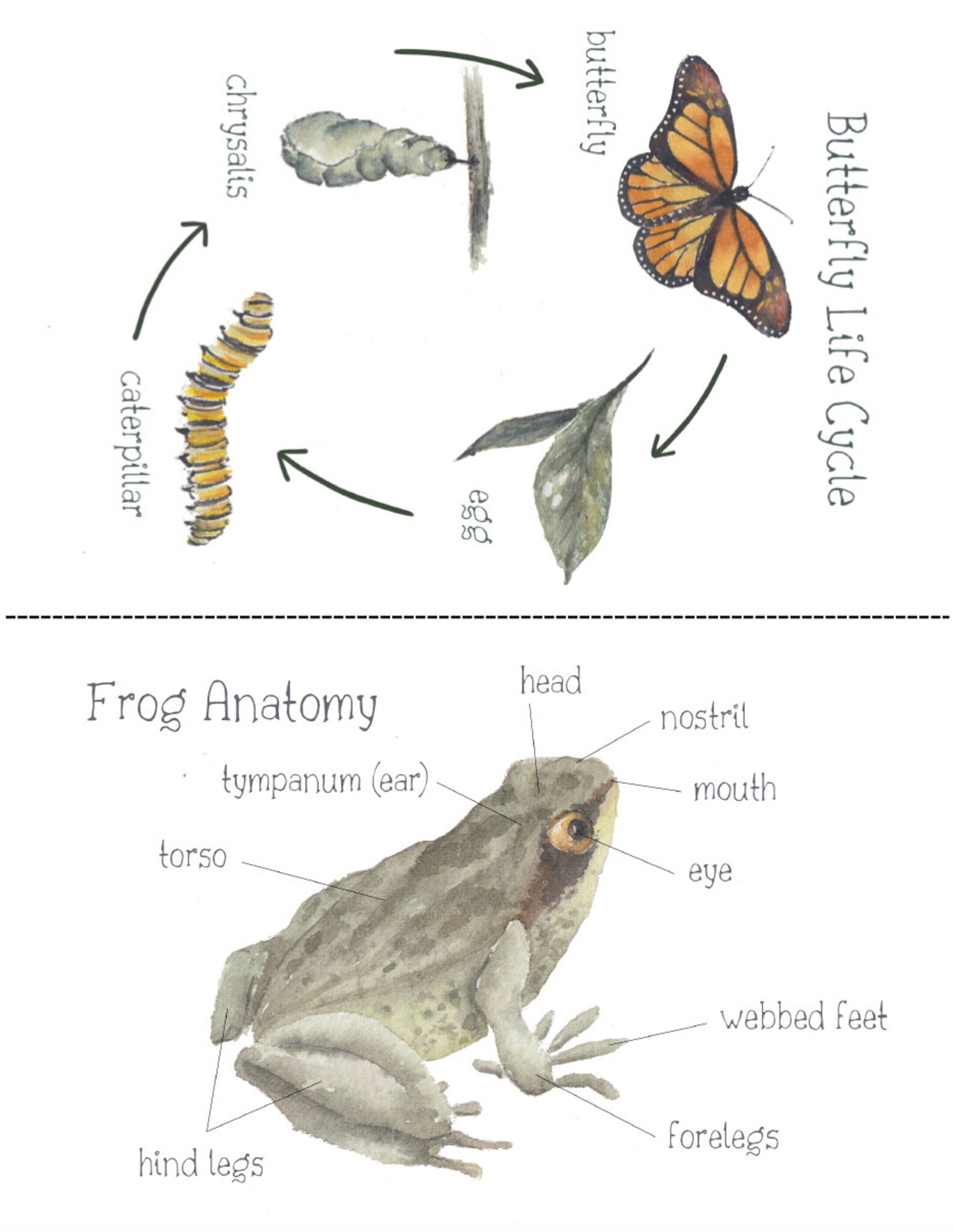 DIGITAL Life Cycle and Anatomy Pack Butterfly Life Cycle - Etsy