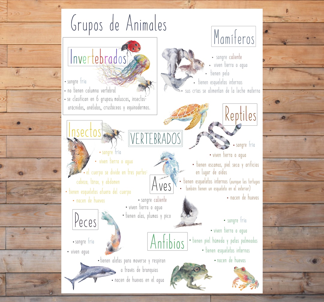 DIGITAL Spanish Animal Groups Poster - Etsy