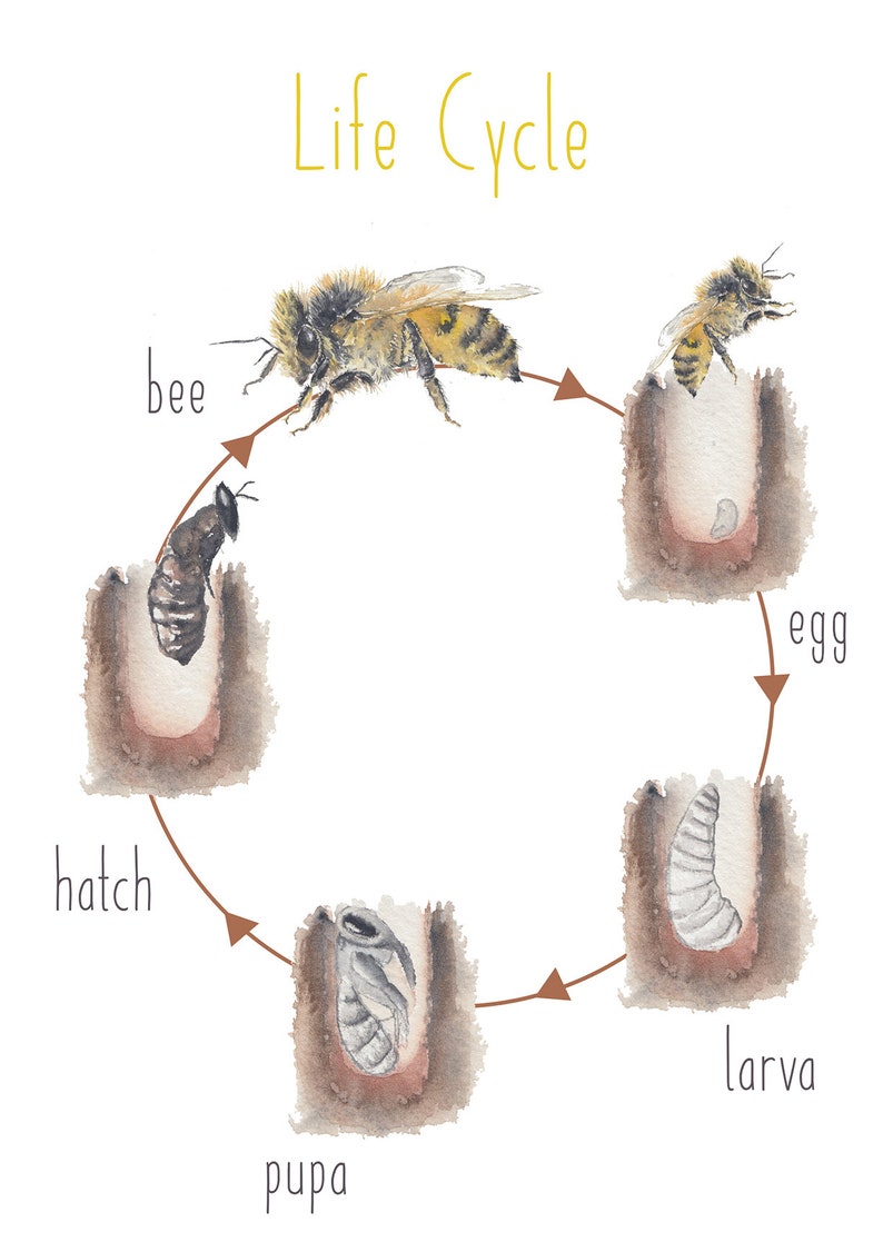 DIGITAL Educational honey bee study pack bee art nature | Etsy