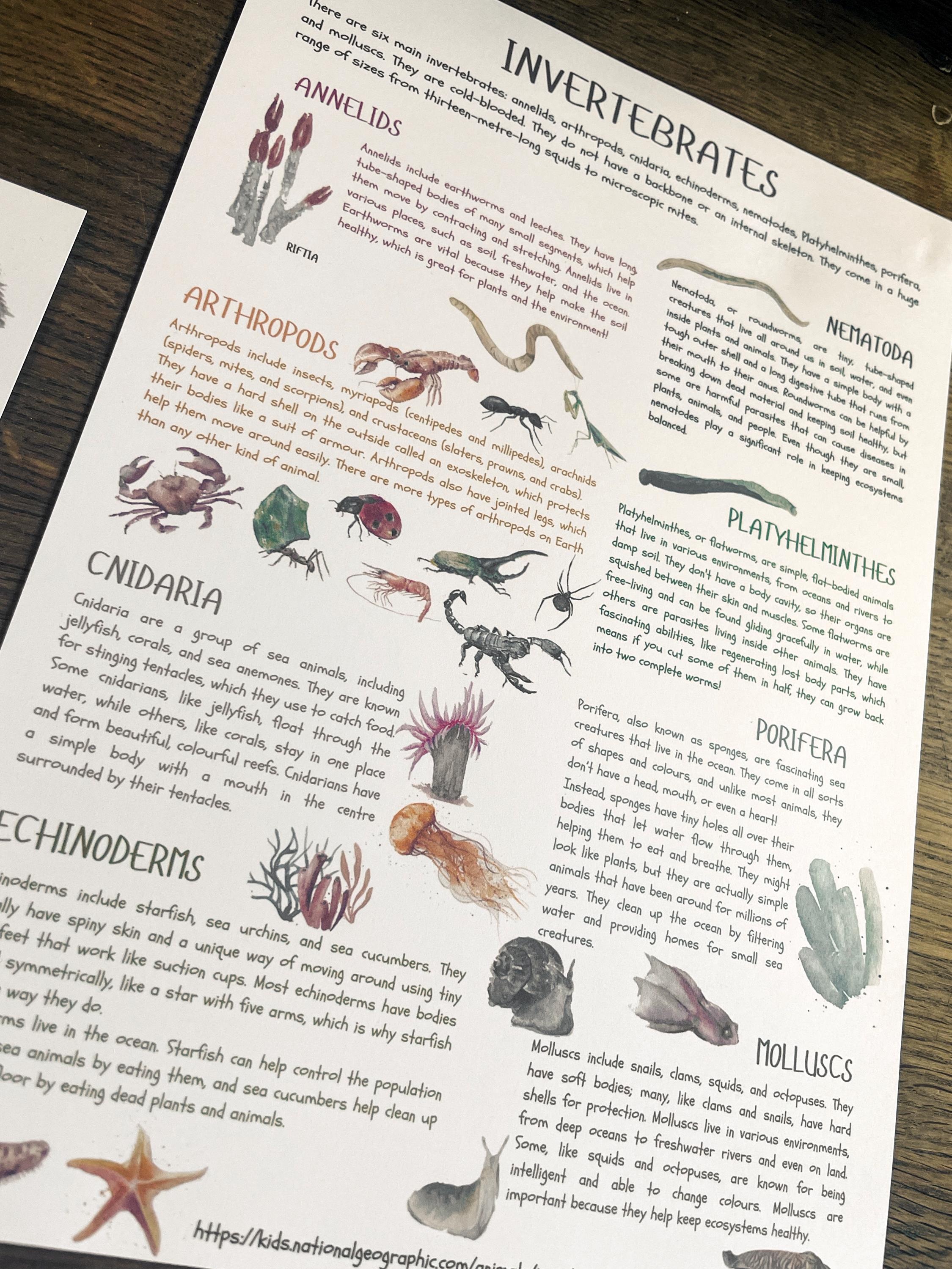 DIGITAL Large Watercolor Animal Groups Cards | Invertebrates ...