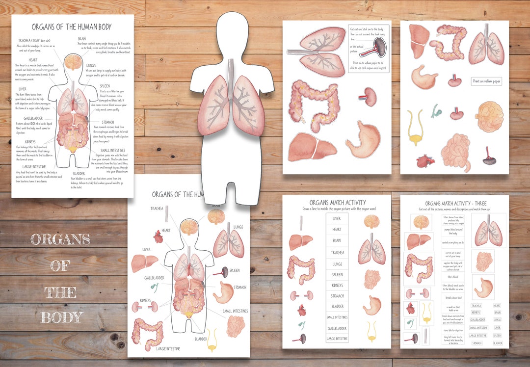 DIGITAL Organs of the Body Poster | Human Anatomy Printables ...