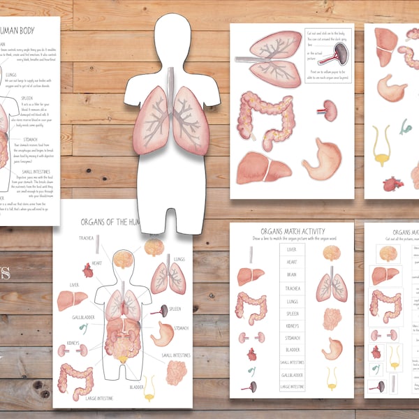 Organs of Body Poster - Etsy