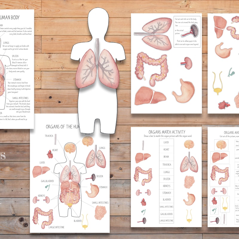Human Organs Pack - Etsy