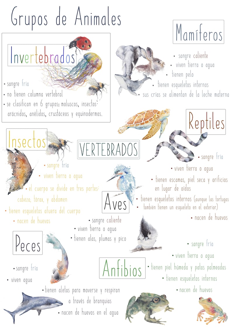 Spanish Animal Groups Poster | Educational Nursery Decor (digital ...