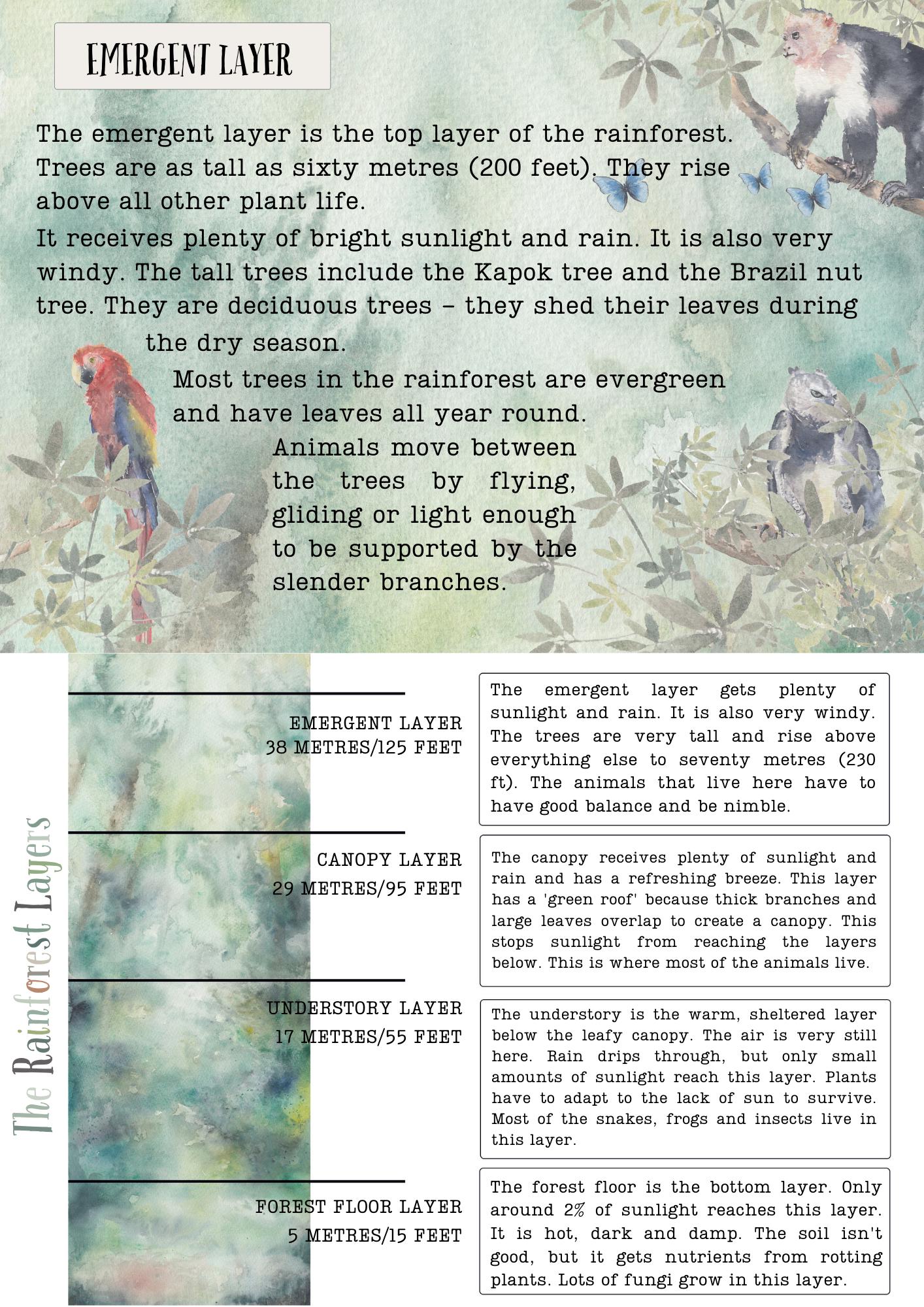 DIGITAL Rainforest Biome Pack | Six Lessons | Homeschool Nature ...