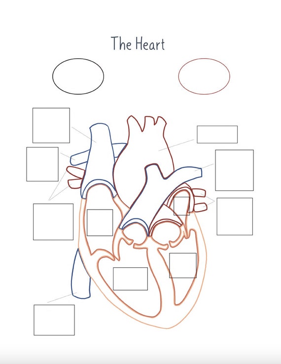 Heart Diagrams For Kids