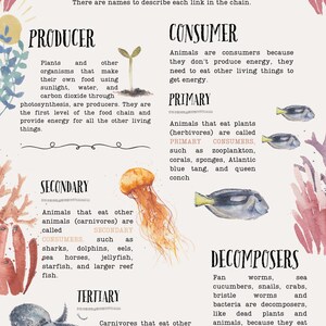 Digital Coral Reef Educational Pack | Printable Science Resource for ...