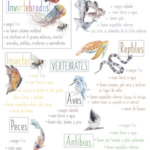 DIGITAL Spanish mega educational bundle Spanish abc Spanish | Etsy