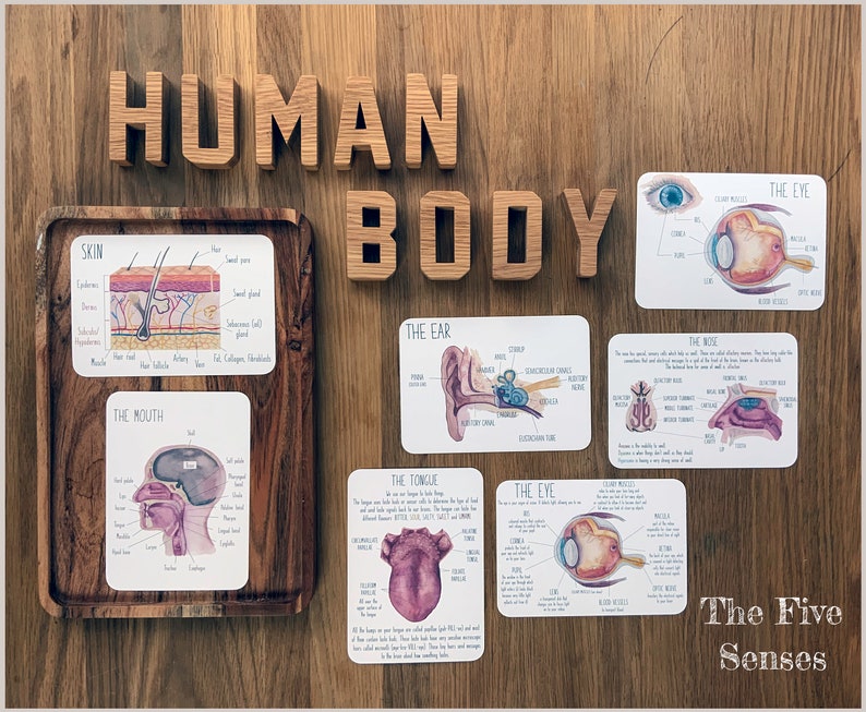 DIGITAL the Five Senses A4 Posters Montessori Wall Art | Etsy