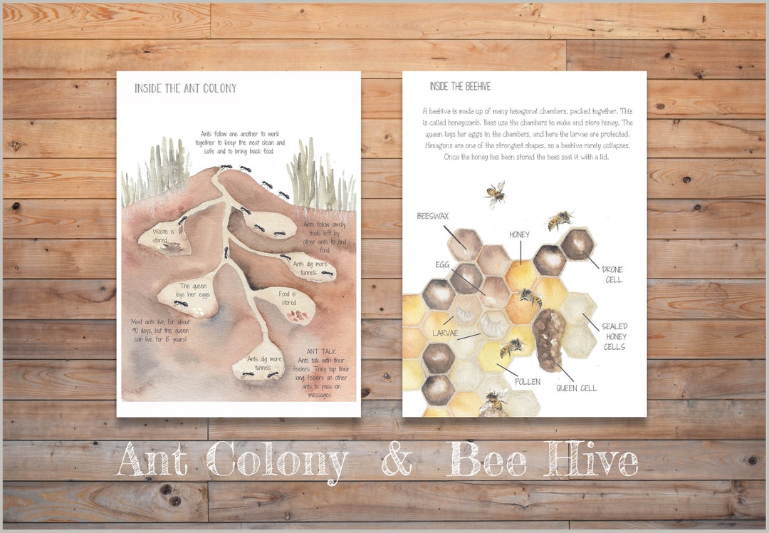 Bee Hive & Ant Colony Cards | Printable Educational Flashcards for Kids ...
