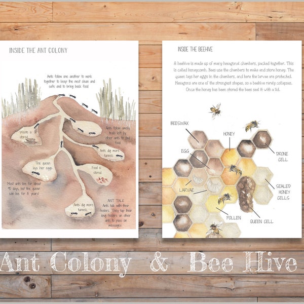 Bee Hive - Etsy