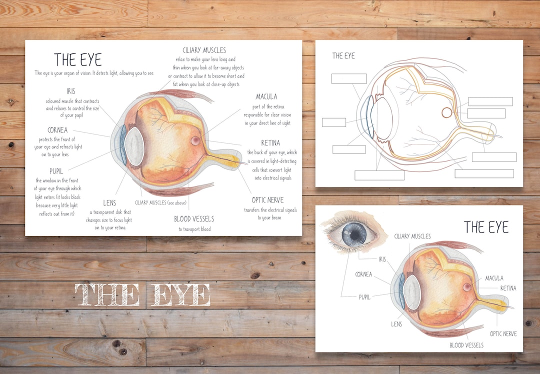 DIGITAL the Eye Diagram Card and Worksheet - Etsy