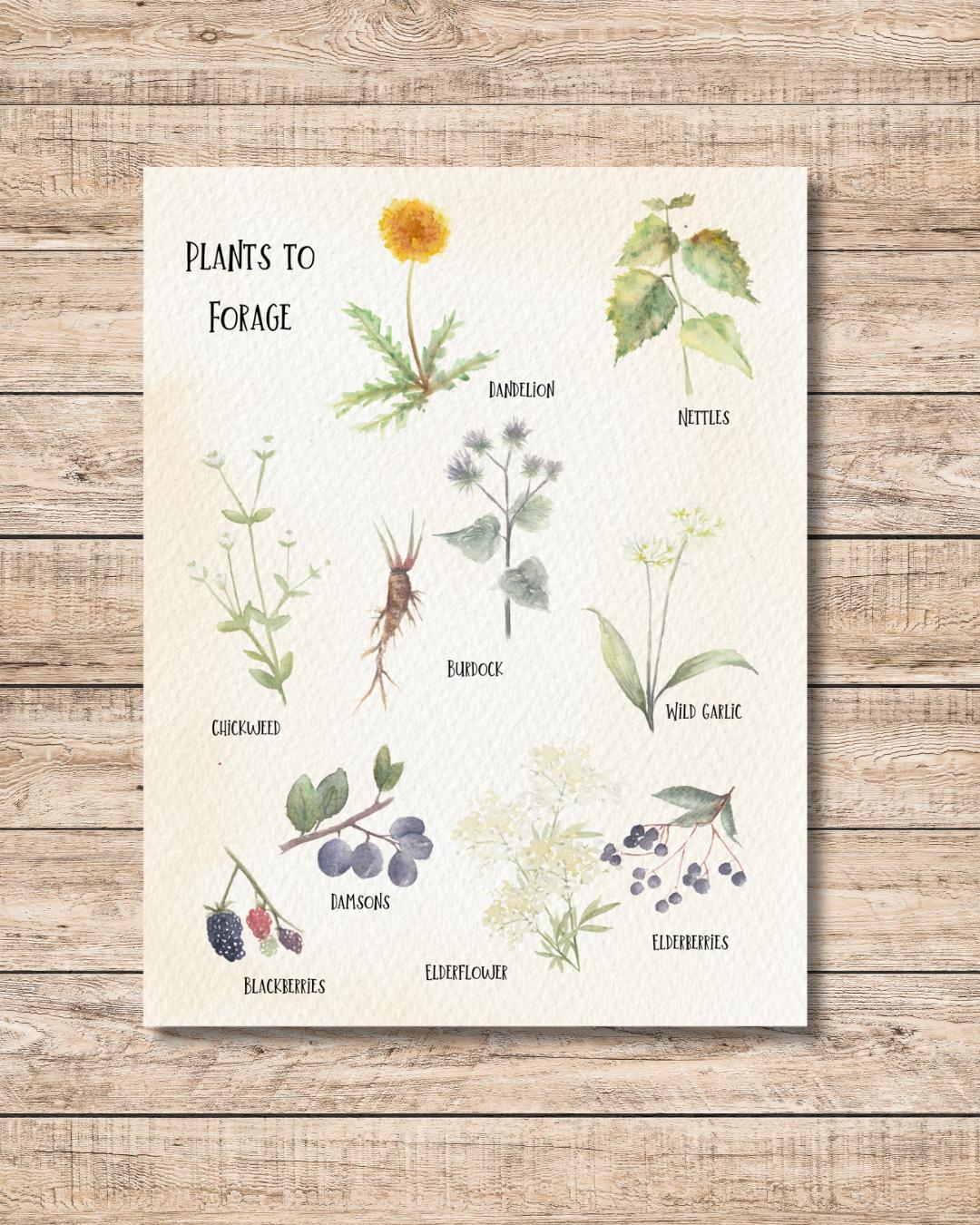 Digital Foraging Journal | Printable Foraging Log | Nature Exploration ...