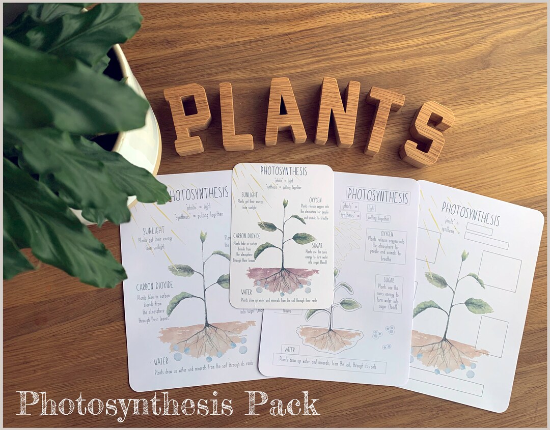 Digital Photosynthesis Worksheets | Printable Science Resource for Kids ...