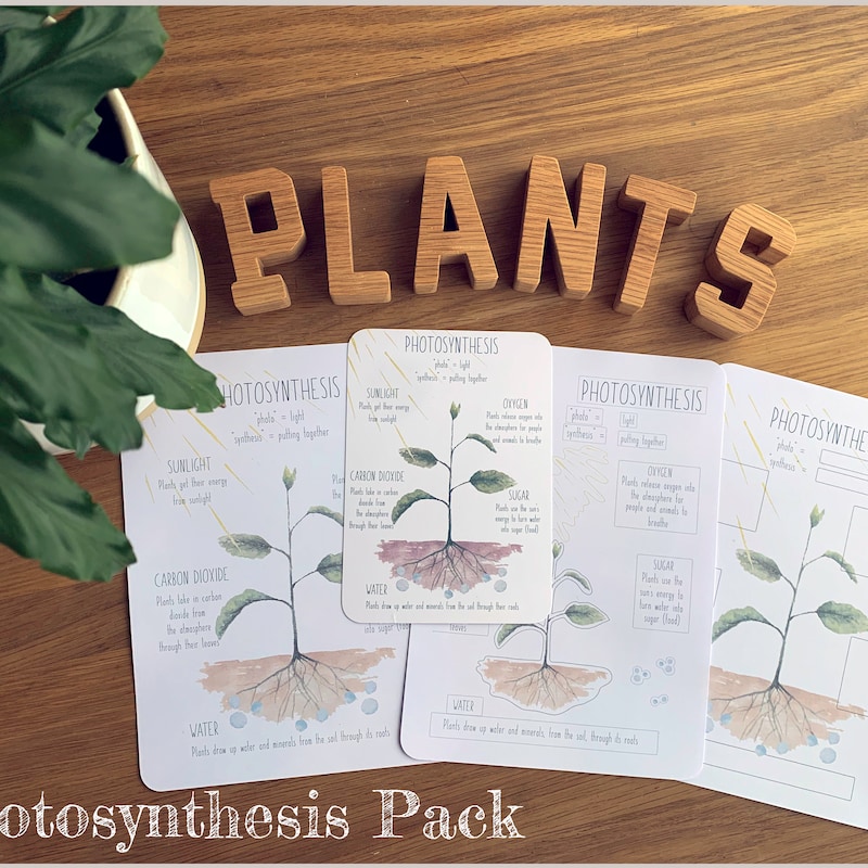 Photosynthesis Poster - Etsy