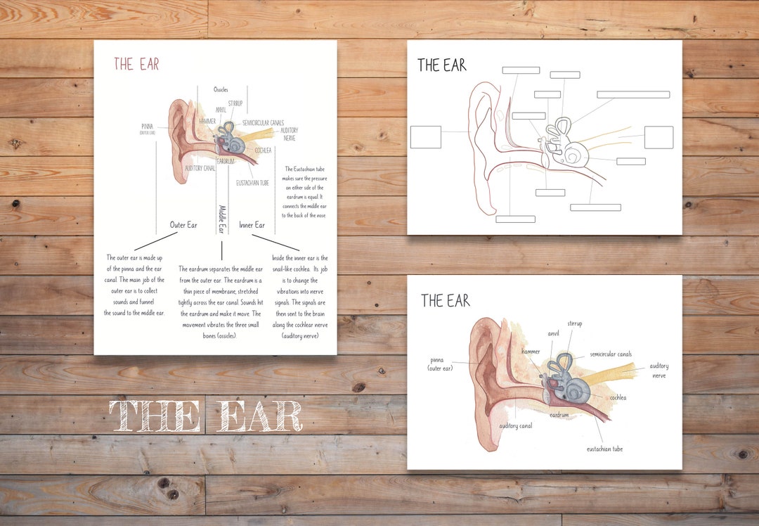 DIGITAL Ear Diagrams and Worksheet - Etsy